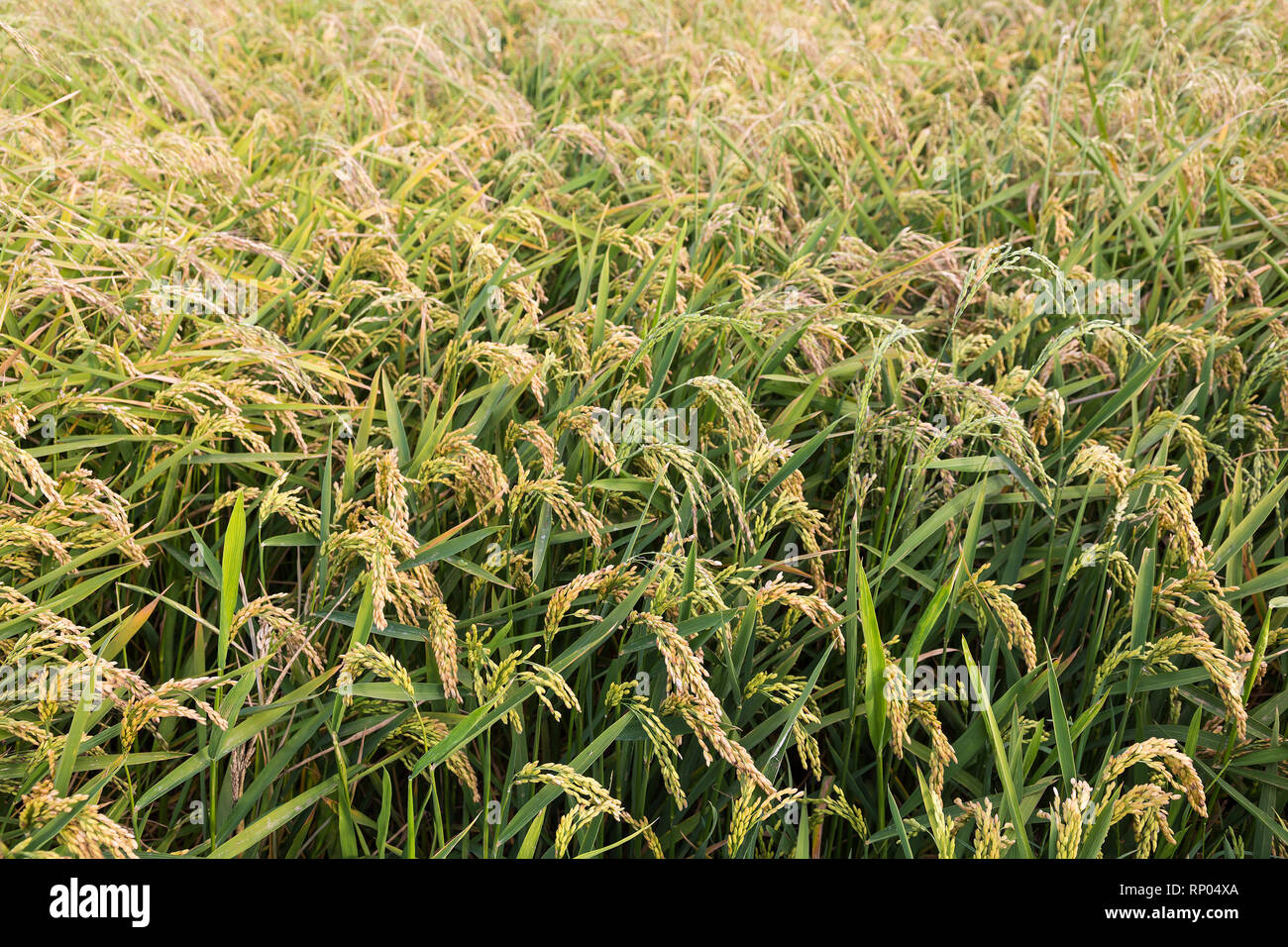 Rice ears in a paddy field, full frame Stock Photo - Alamy
