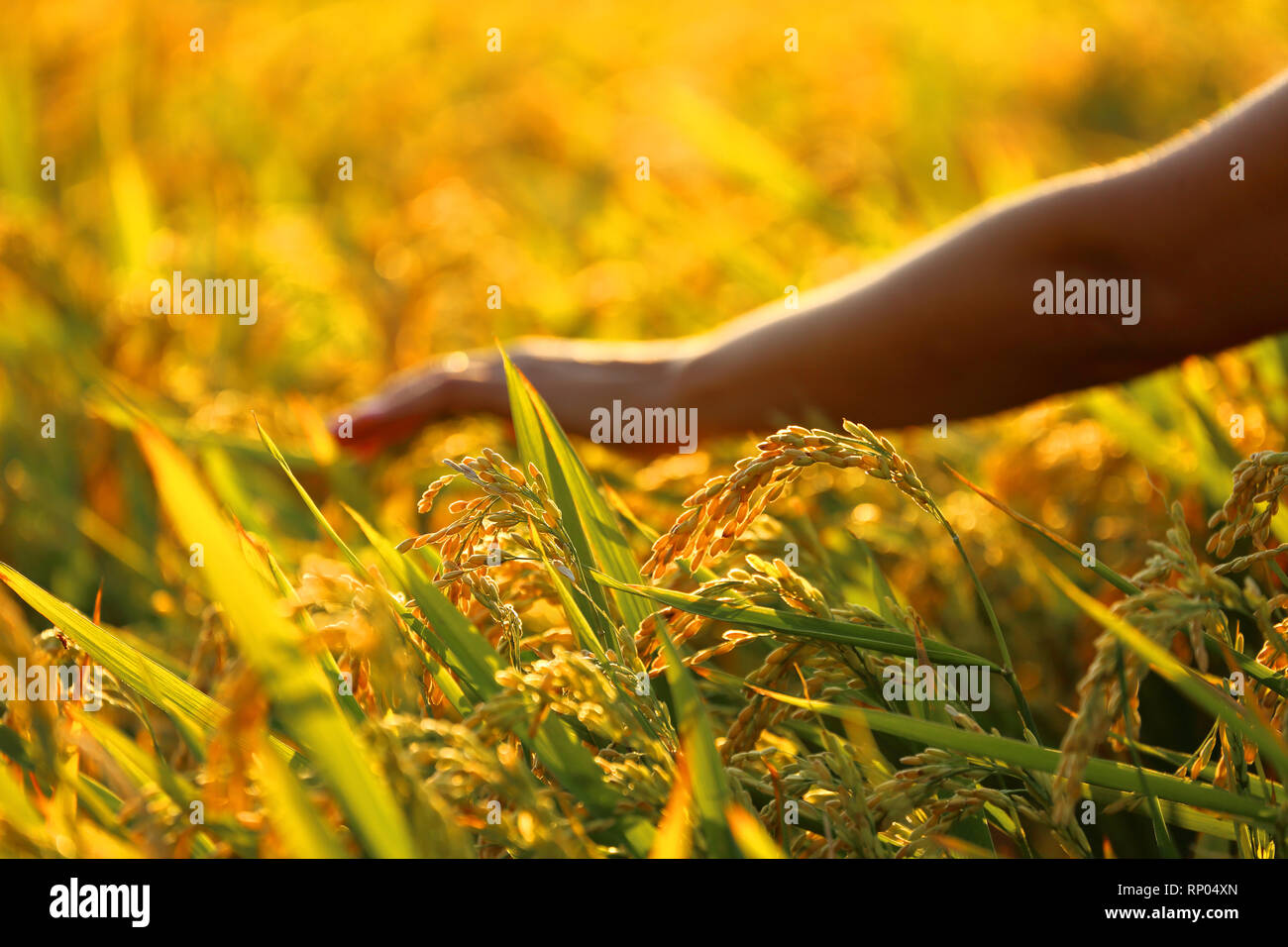 Paddy stem hi-res stock photography and images - Alamy