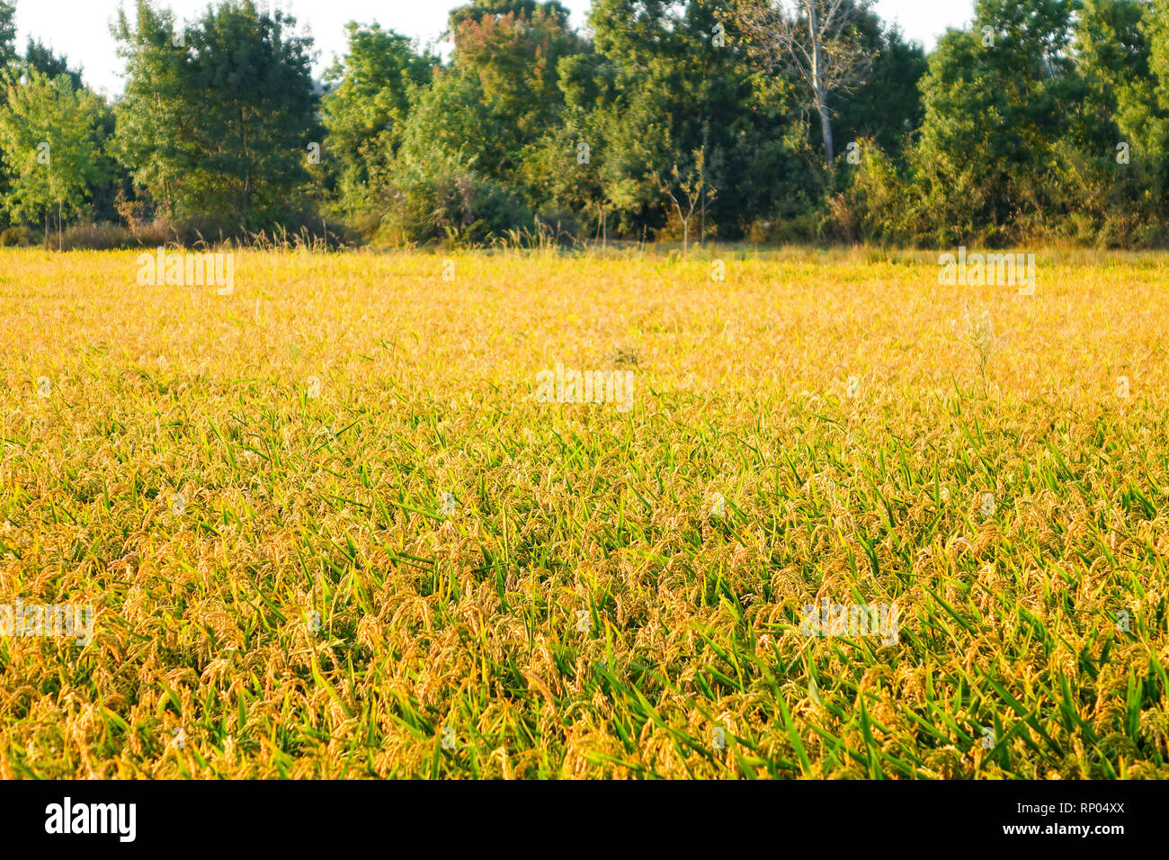 Rice paddy flower hi-res stock photography and images - Alamy
