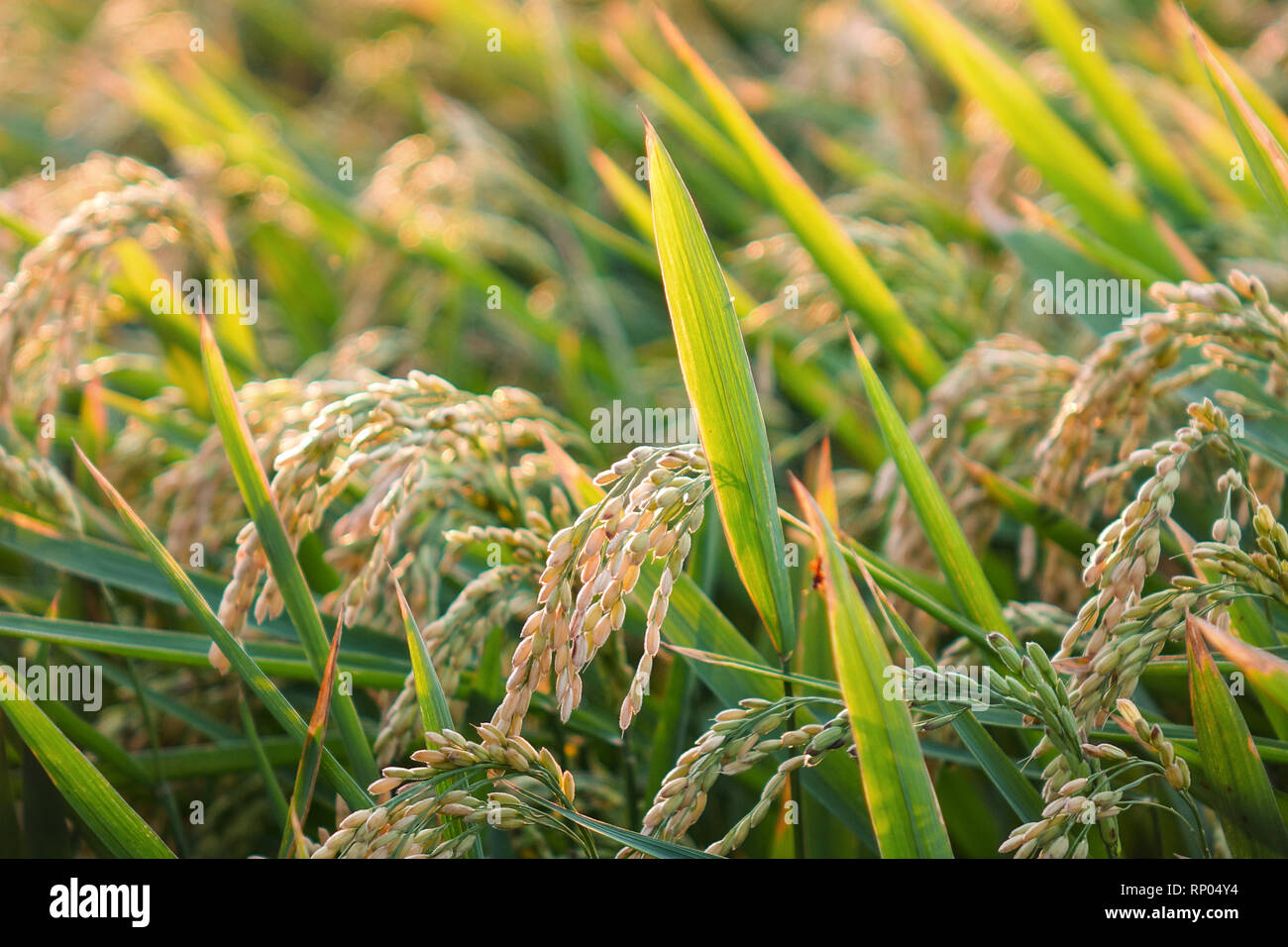 Dry paddy field hi-res stock photography and images - Alamy