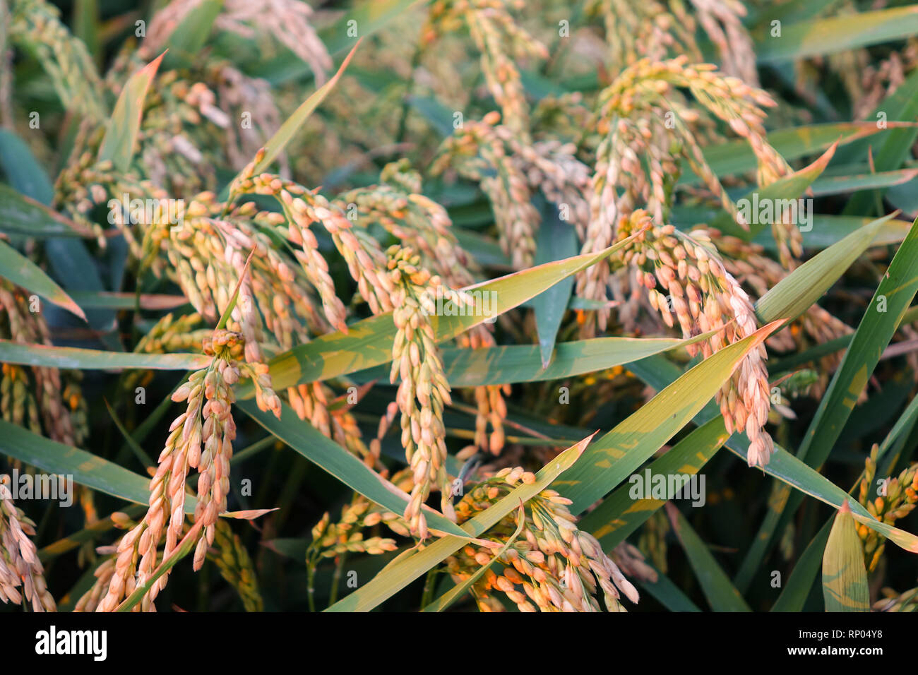 Rice ears in a paddy field, full frame Stock Photo - Alamy