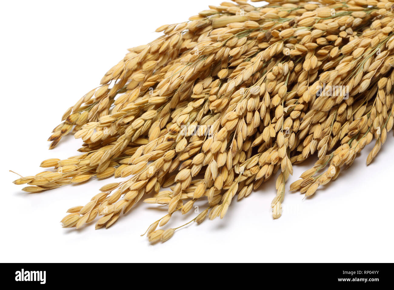 A bunch of rice ears isolated on white background Stock Photo - Alamy