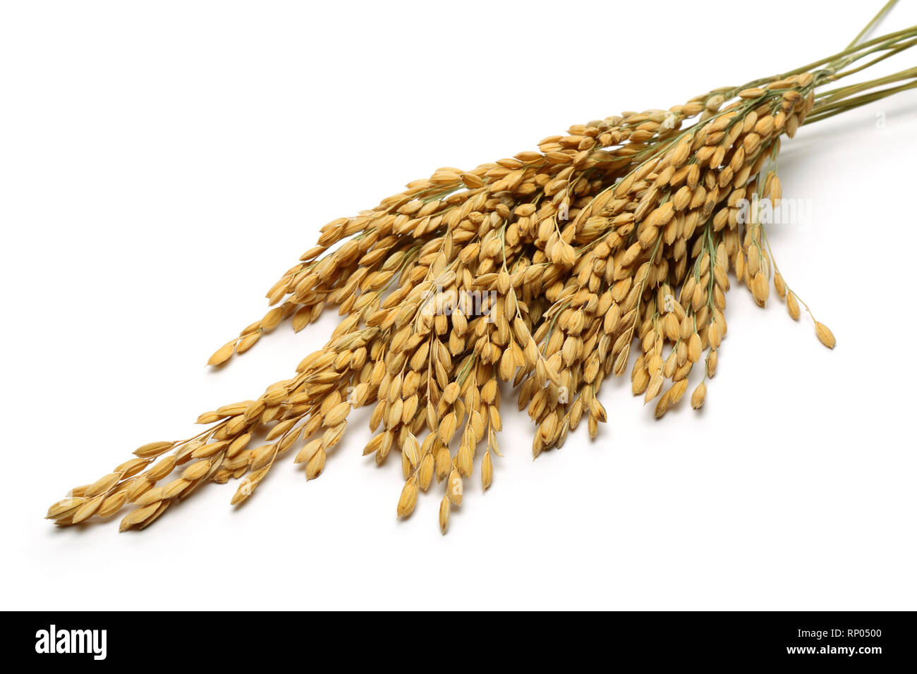 A bunch of rice ears isolated on white background Stock Photo - Alamy