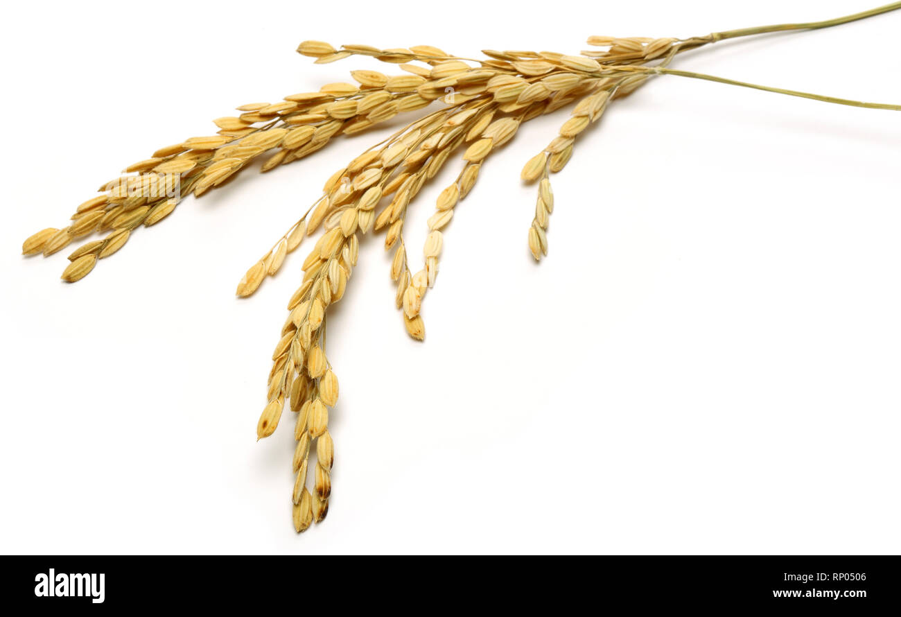 A bunch of rice ears isolated on white background Stock Photo - Alamy