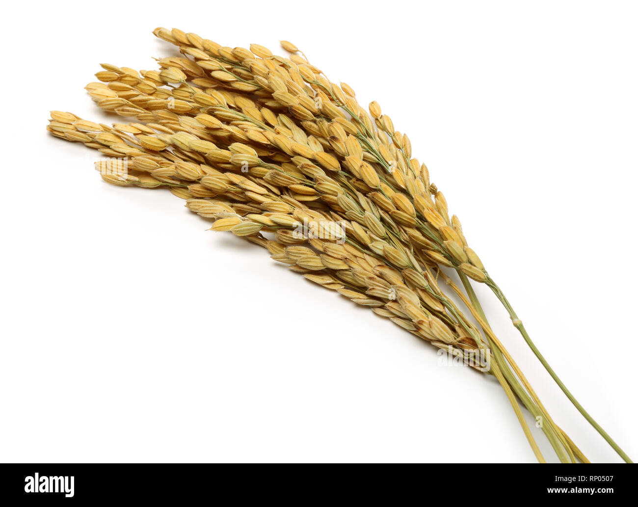 A bunch of rice ears isolated on white background Stock Photo - Alamy
