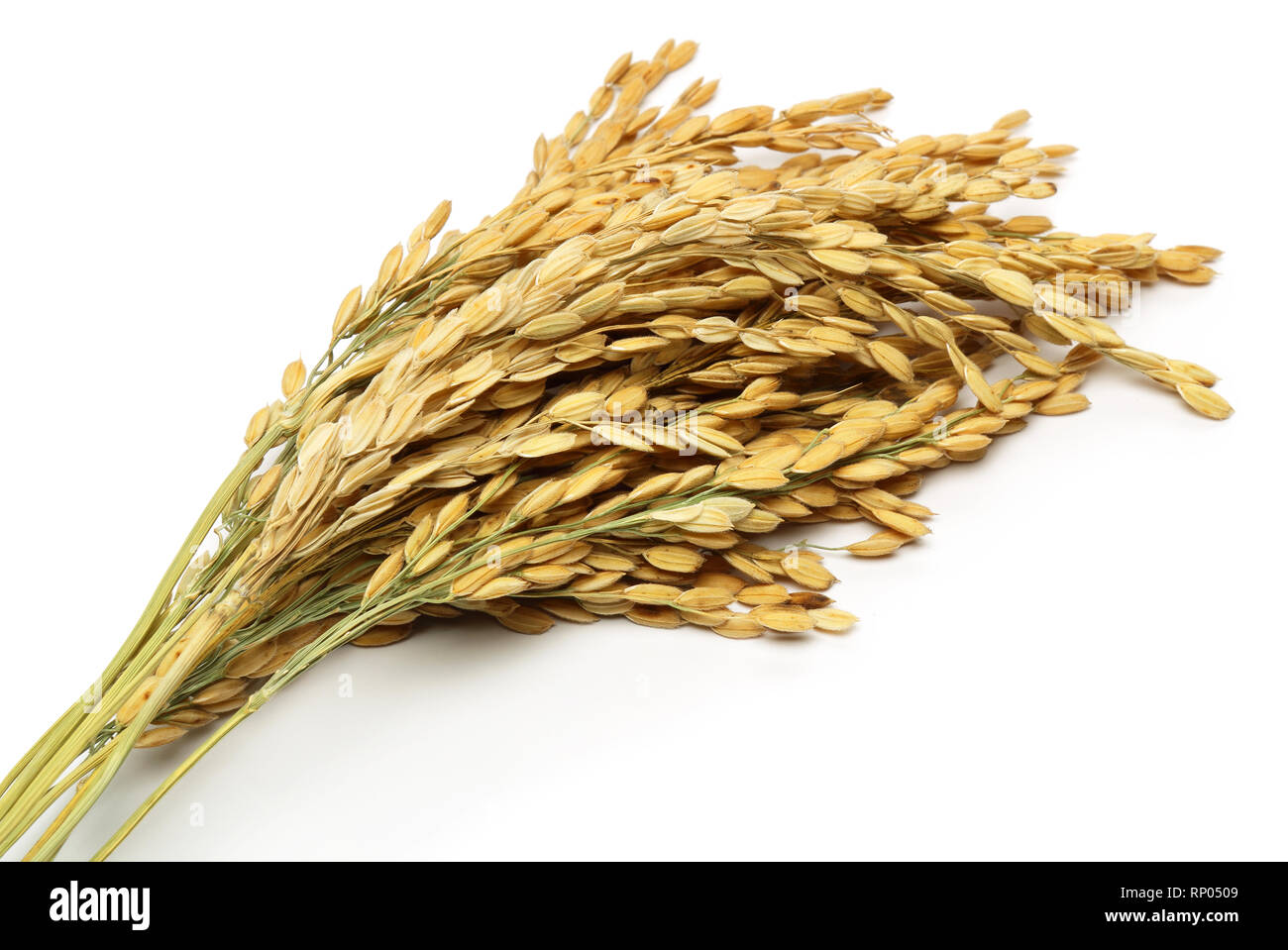 A bunch of rice ears isolated on white background Stock Photo - Alamy