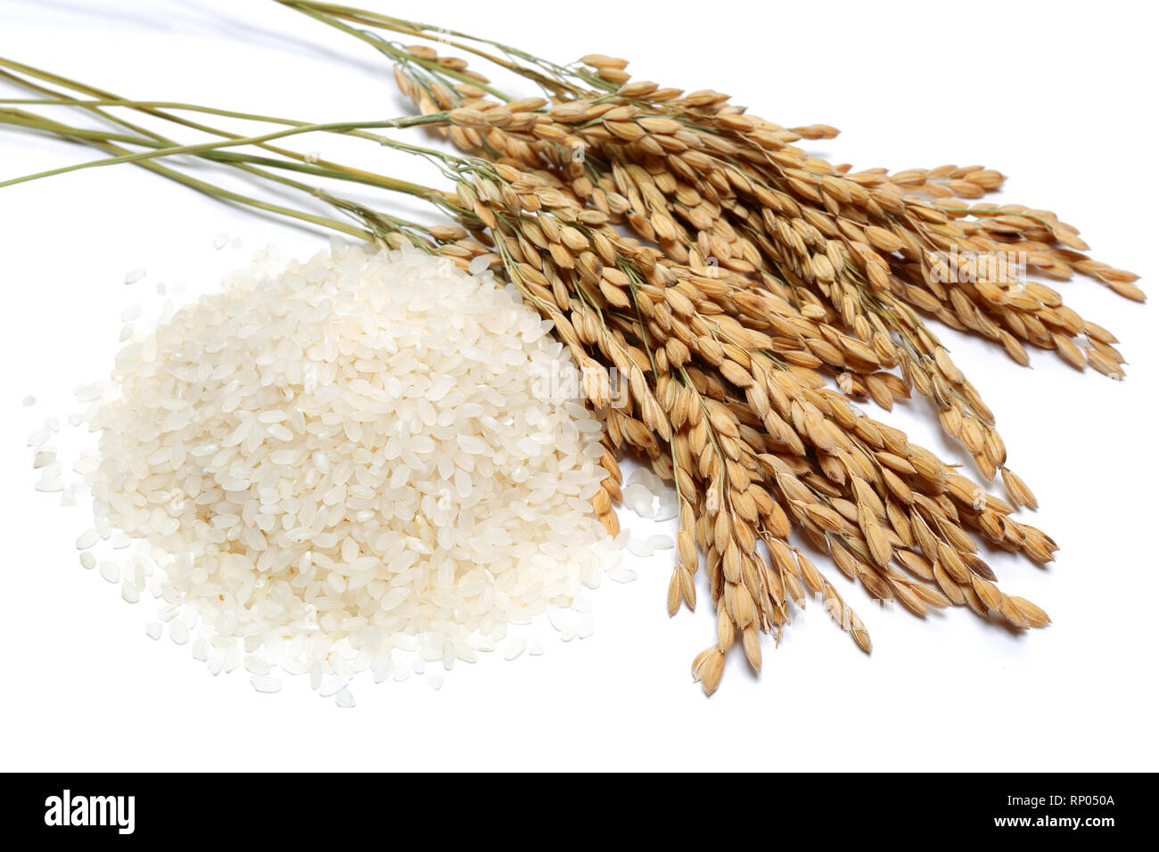 A bunch of rice ears and white rice isolated on white background Stock ...