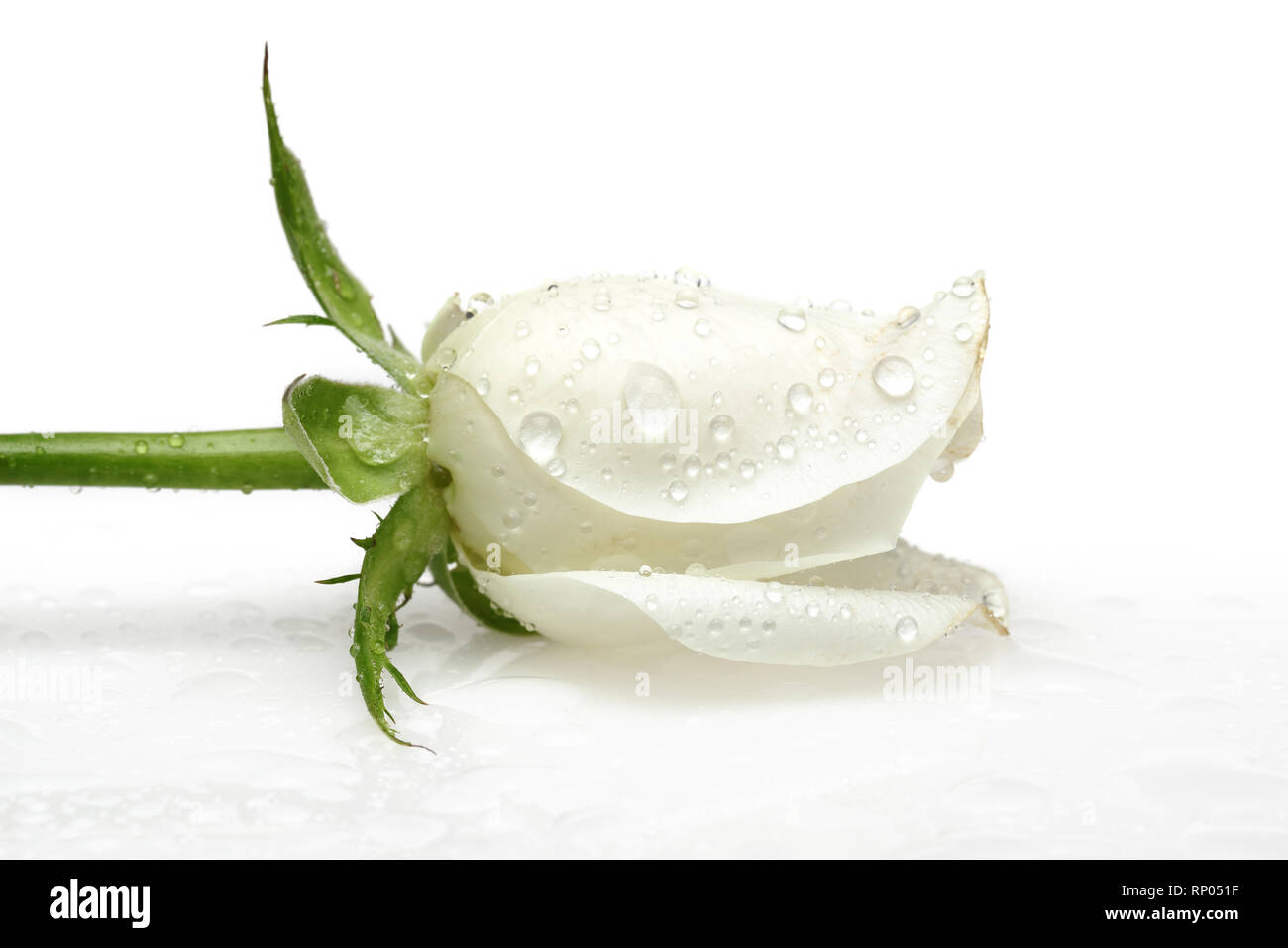 White rose with water drop isolated on white background Stock Photo - Alamy