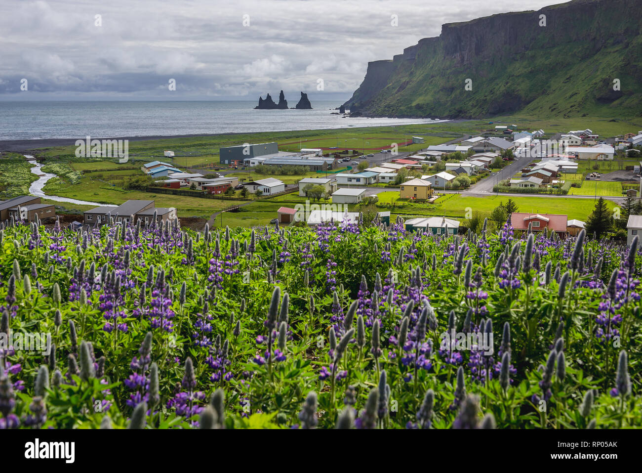 Field lupin flowers vik iceland hi-res stock photography and images - Alamy