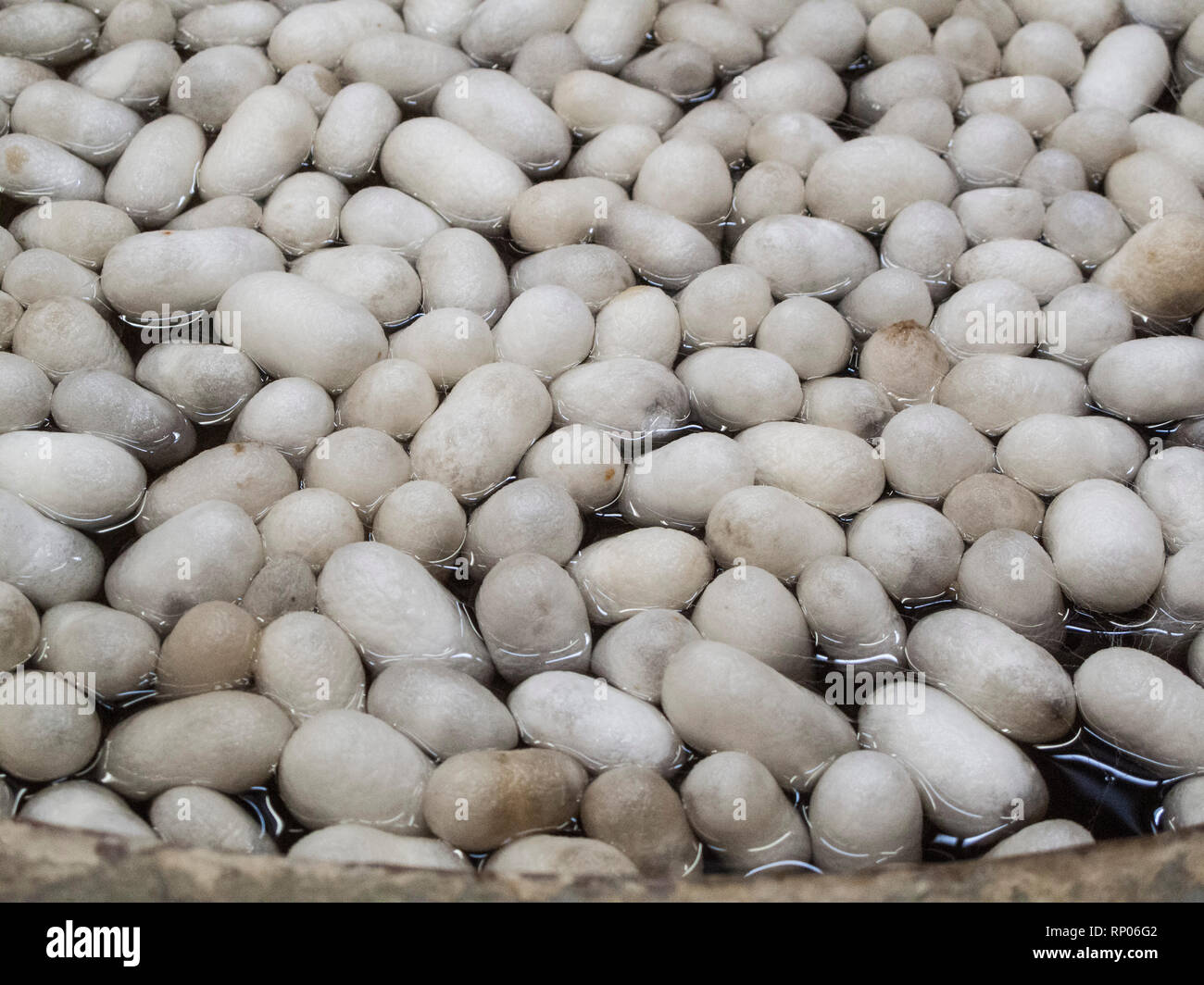 Silkworms cocoons hi-res stock photography and images - Alamy