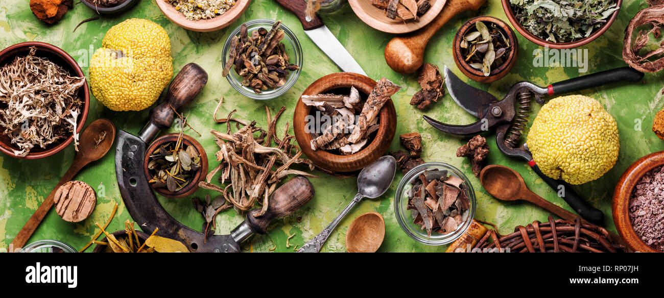 Big set of healing herbs, plants and medicinal roots.Long banner ...