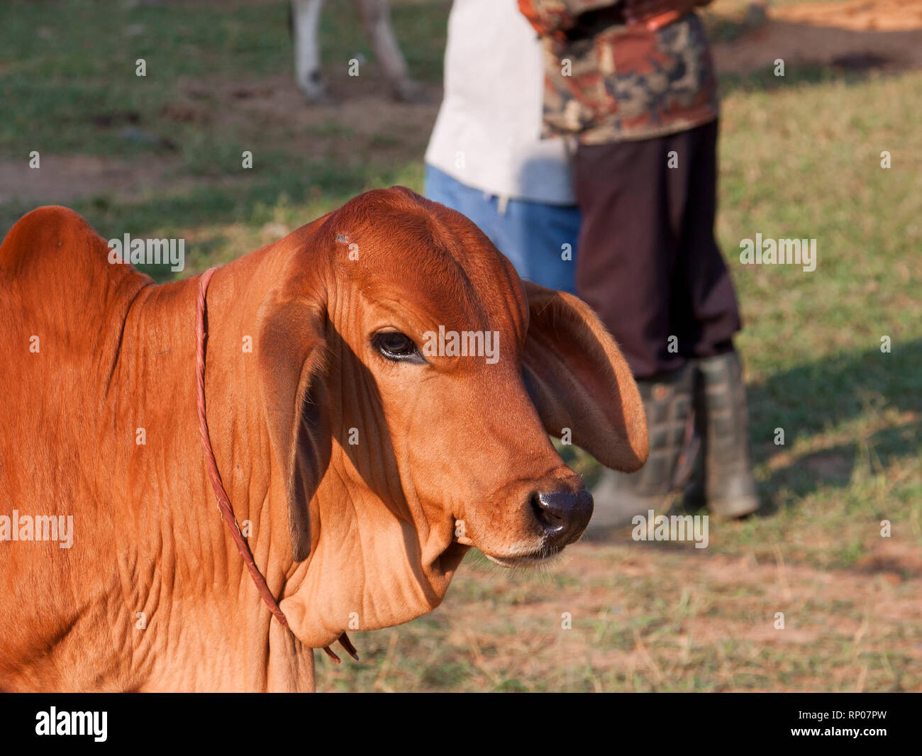 Humpback cattle bos indicus hi-res stock photography and images - Alamy