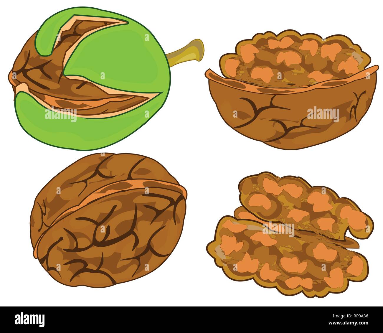 Vector illustration of the south fruit walnut Stock Vector Image & Art ...