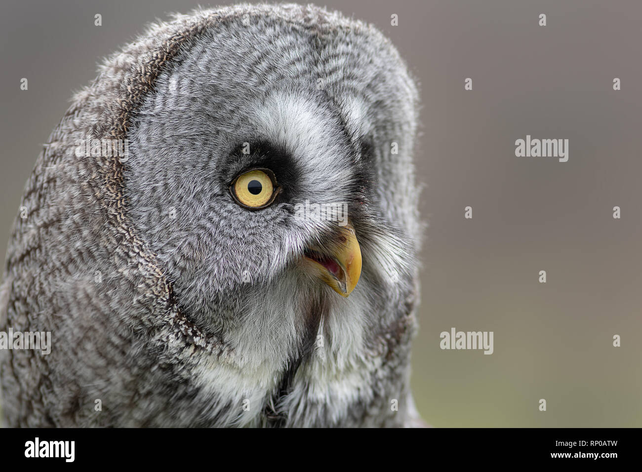 A very close up portrait photograph of a great grey gray owl. Showing ...