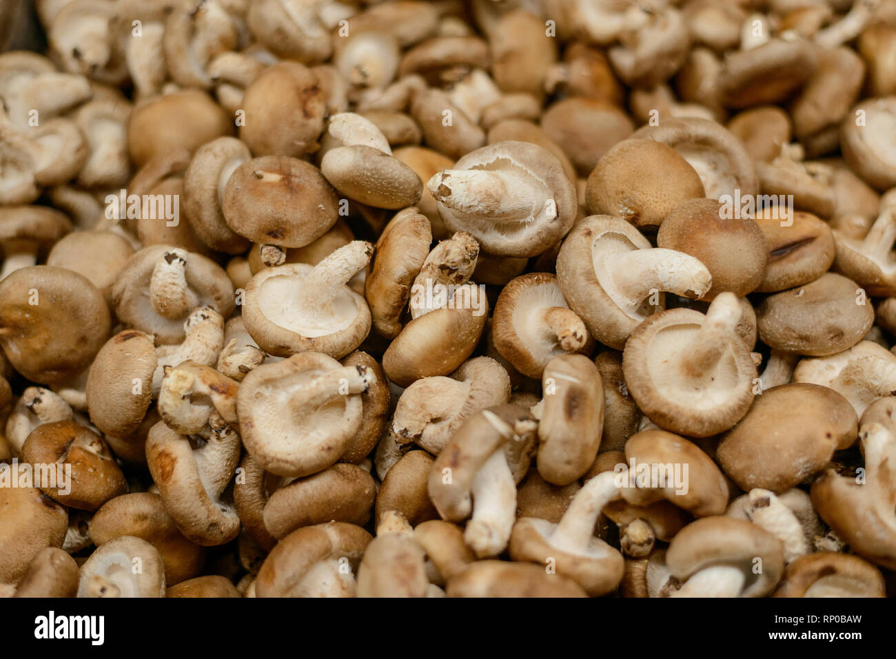 Fresh Shiitake mushrooms Stock Photo - Alamy