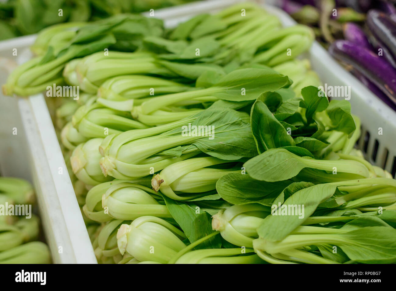 Bok choy or Chinese cabbage Stock Photo - Alamy