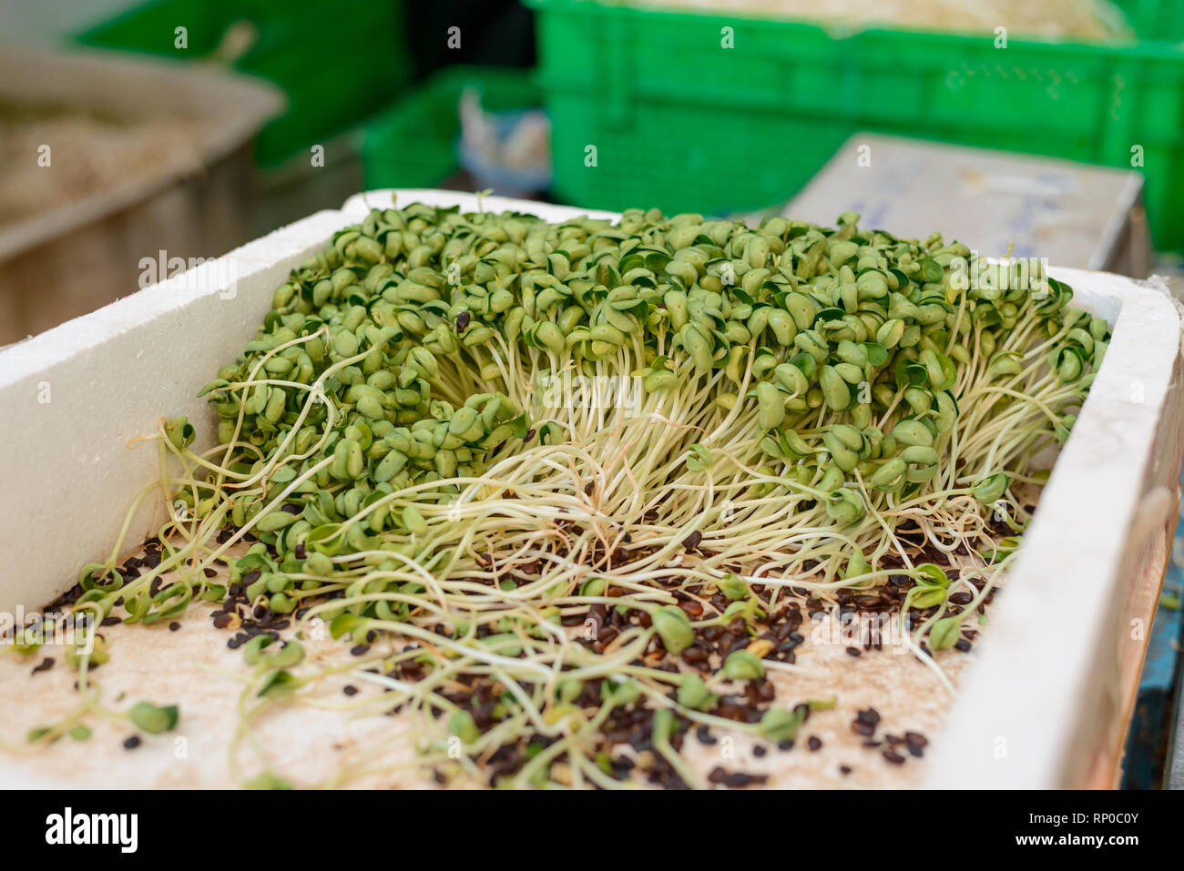 Box of soy bean sprouts Stock Photo - Alamy