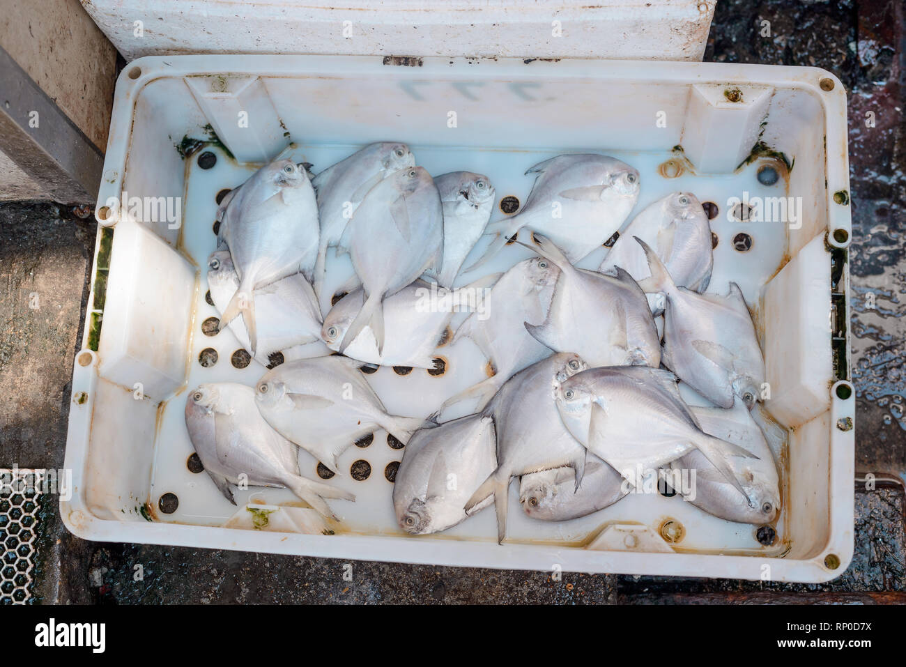 Silver pomfret fish hi-res stock photography and images - Alamy
