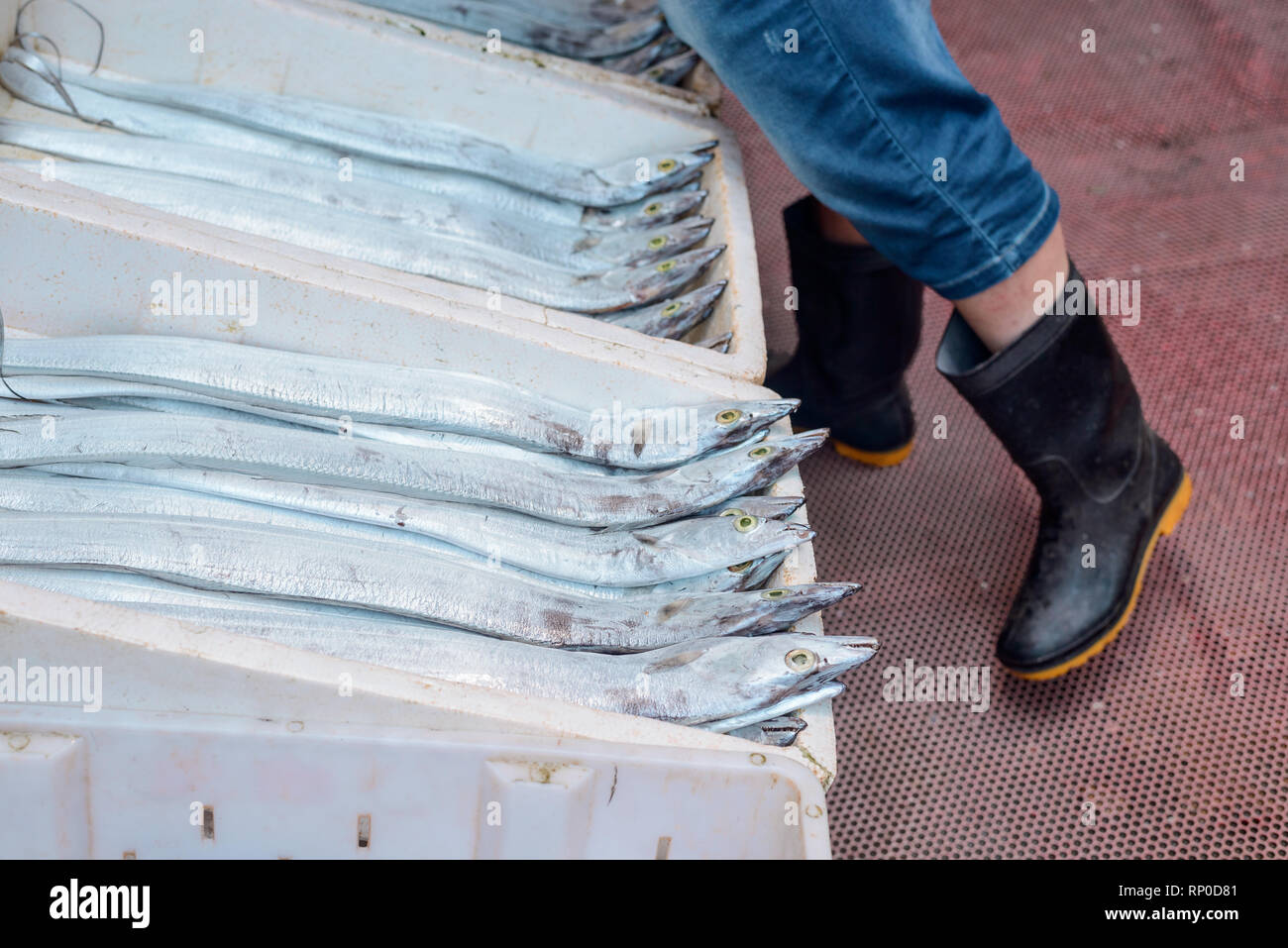 Silver Fish High Resolution Stock Photography and Images - Alamy