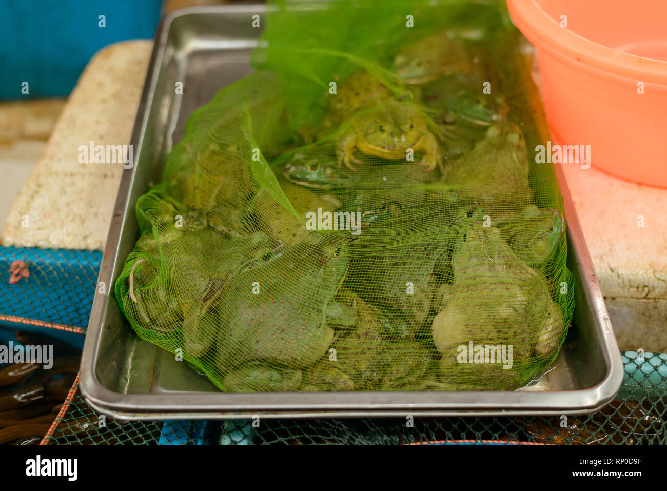 Chinese toads hi-res stock photography and images - Alamy