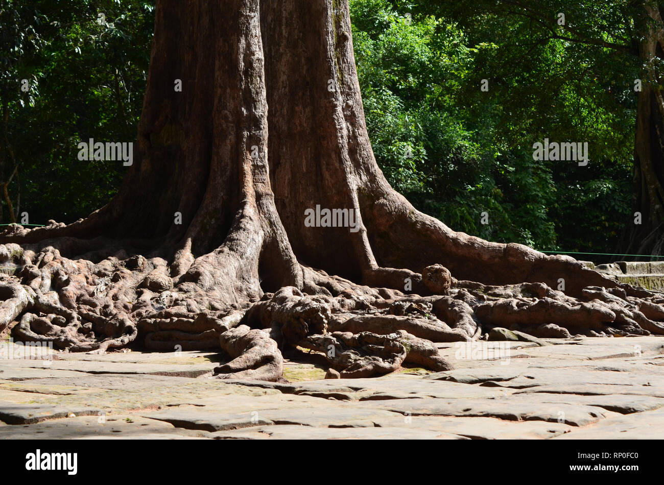 Gnarled roots hi-res stock photography and images - Alamy