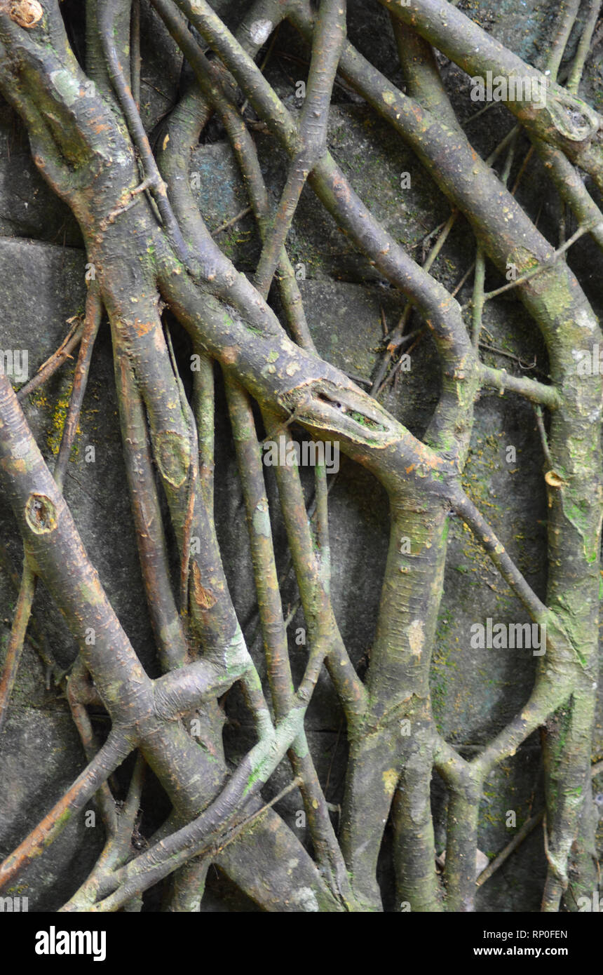 The large roots of a tropical tree have grown over a stone wall. The ...