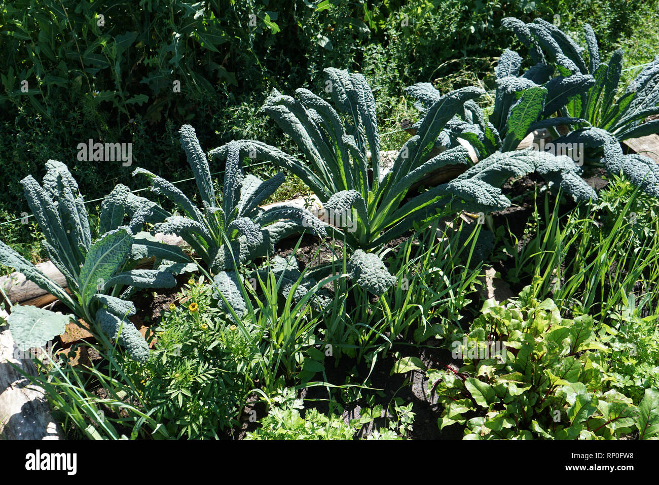 Kale cabbage. Tuscan kale or black kale on plant. Winter cabbage also ...
