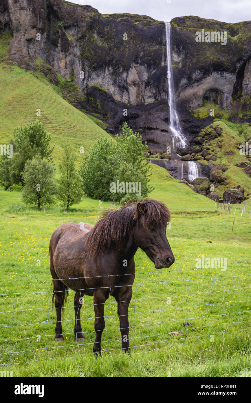 Icelandic horse next to Foss a Sidu in south part of Iceland Stock ...