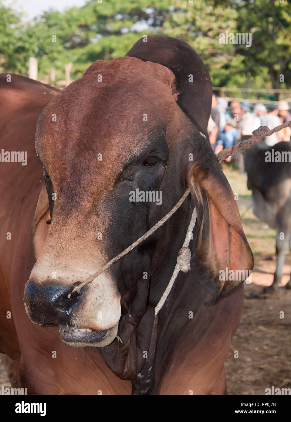 Bos Taurus Indicus High Resolution Stock Photography and Images - Alamy