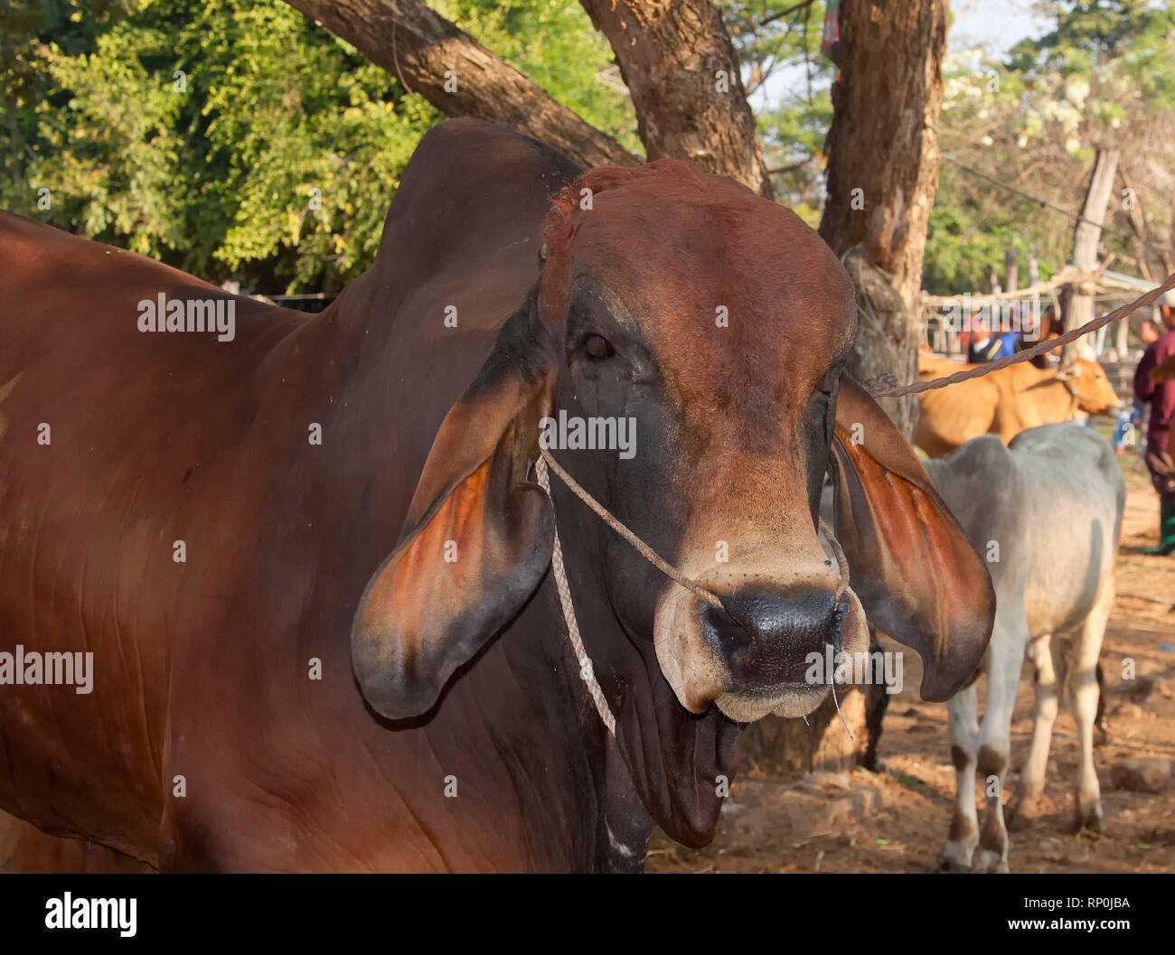 Bos primigenius indicus breeding hi-res stock photography and images ...