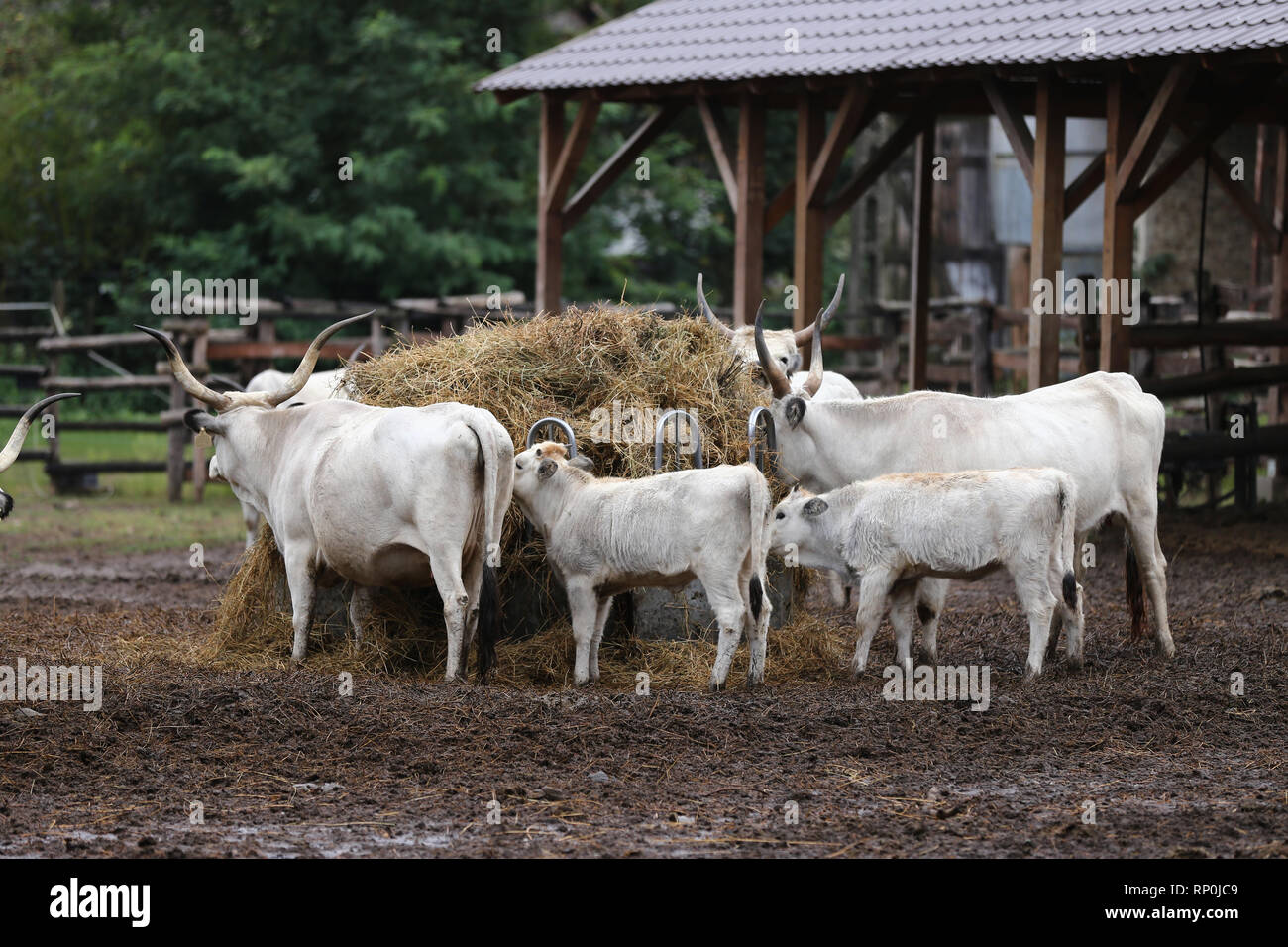 Herd of hungarian grey cattle on a meadow at rural animal farm. Rare ...