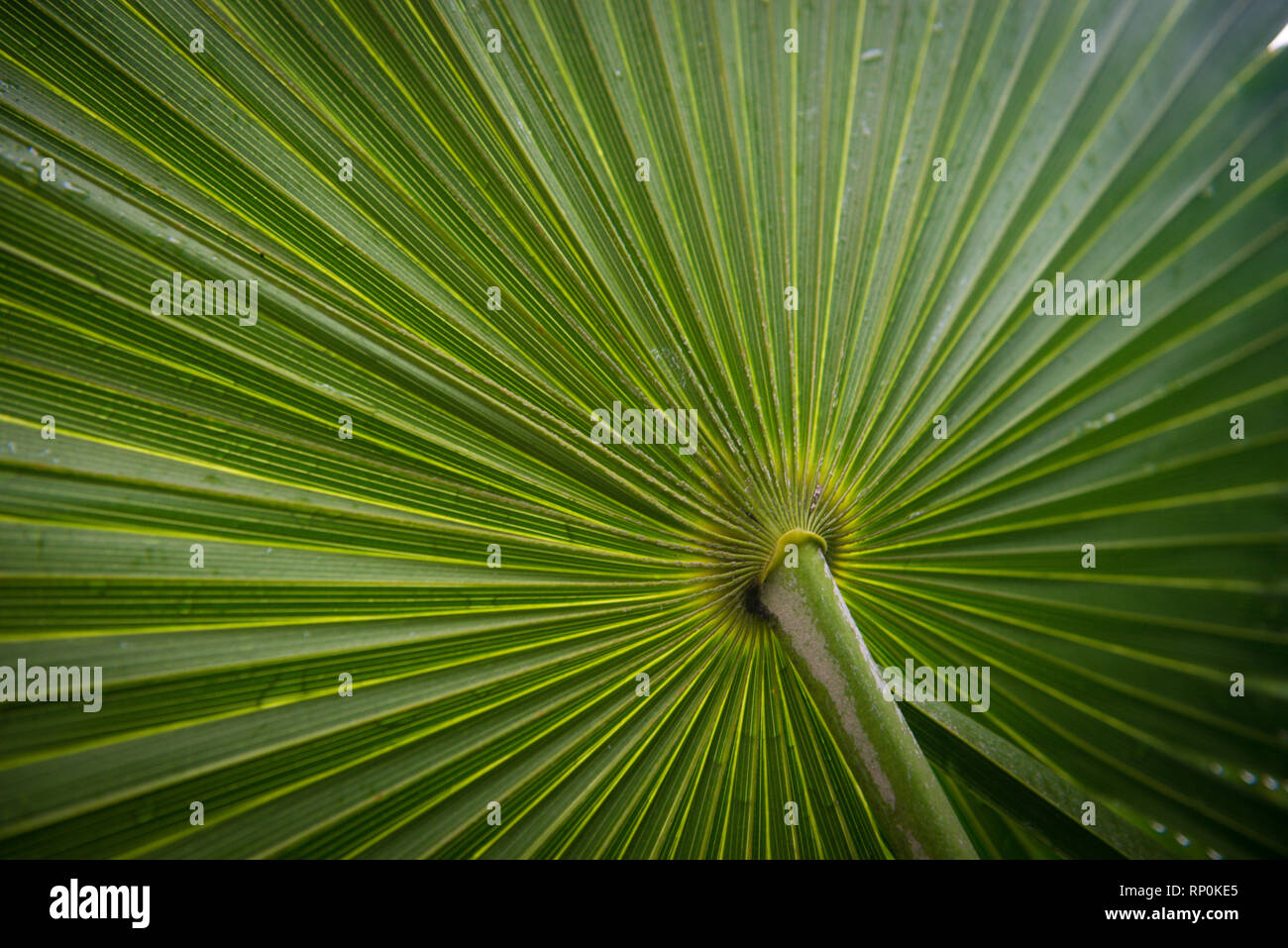 Palm leaf texture or background. Seamless. Tropical nature concept ...