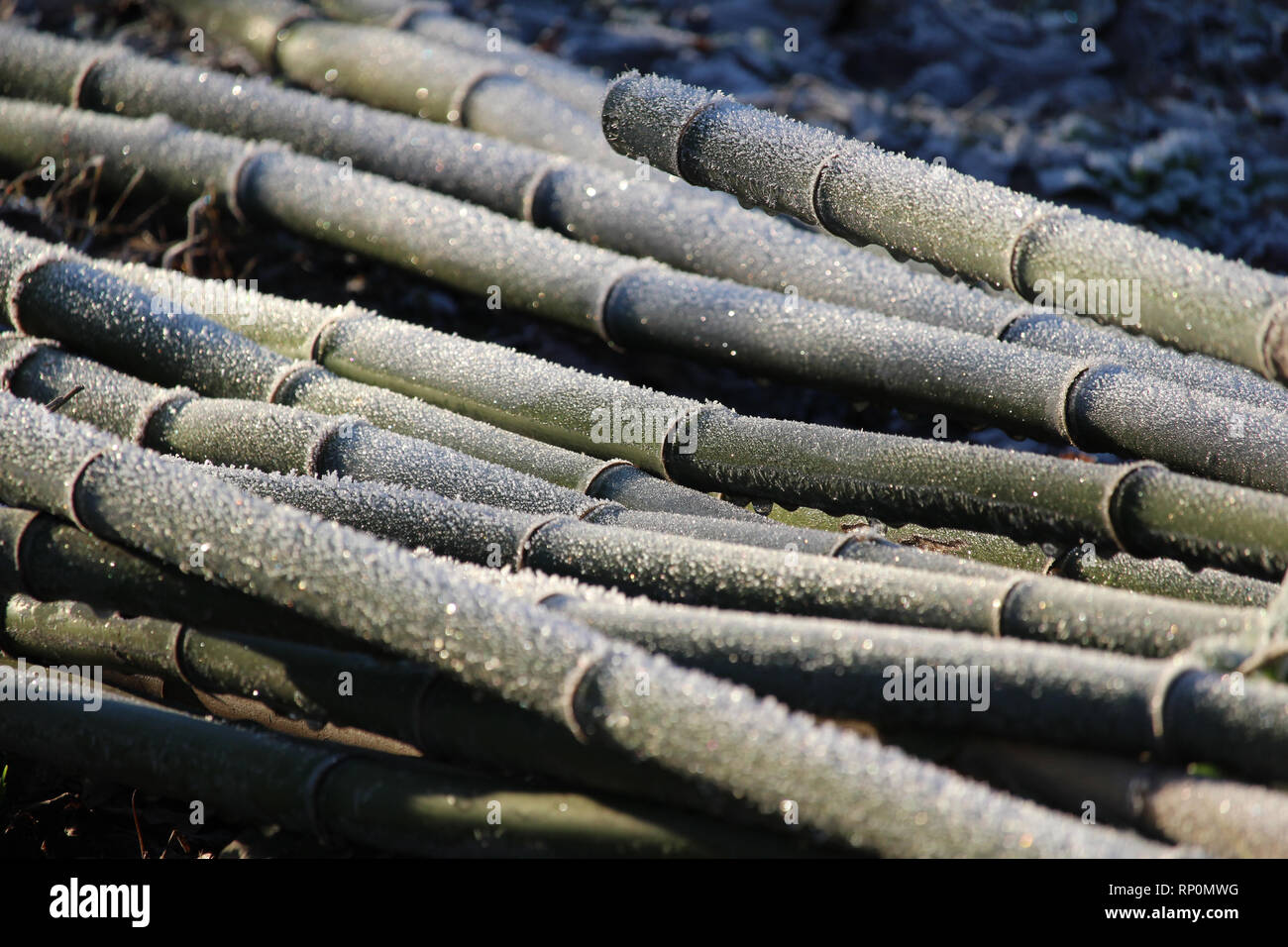 Frosted multiple stems of the bamboo plant, lit by the early morning ...