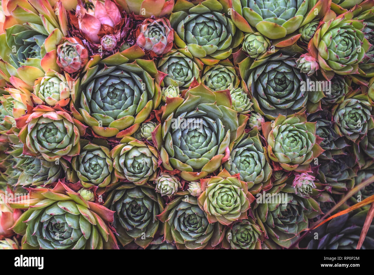 Echeveria secunda "Glauca Stock Photo - Alamy