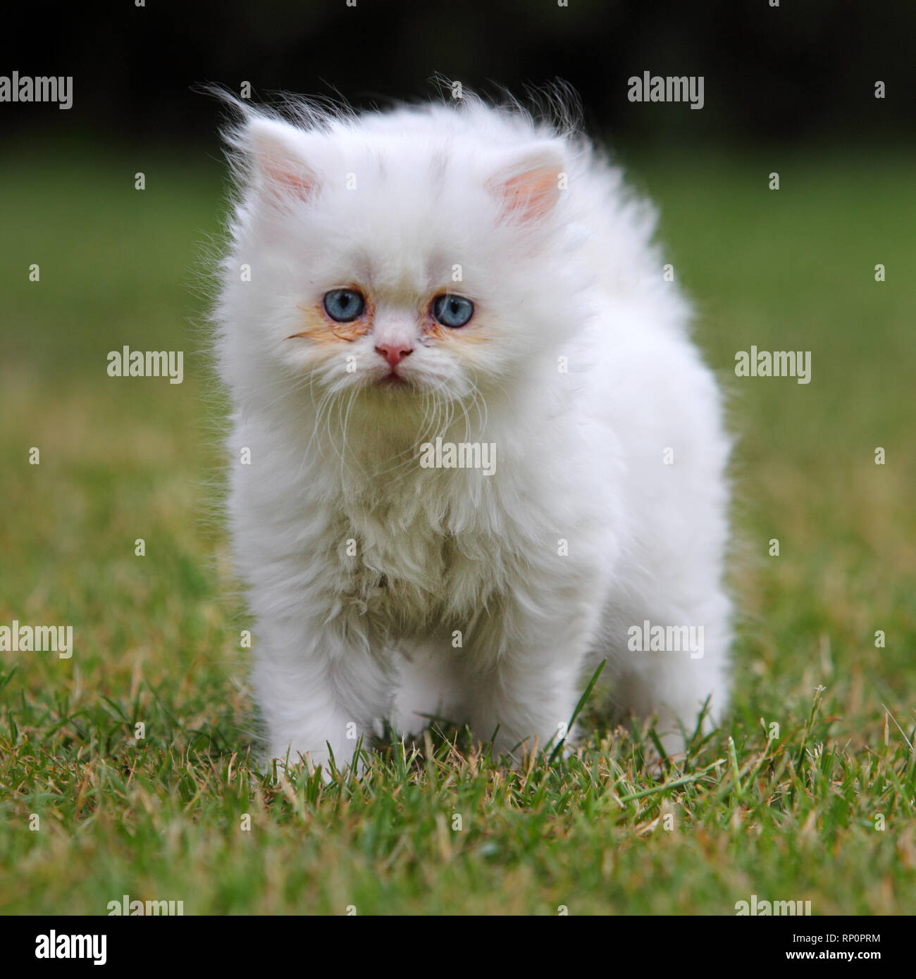 Young cat dog hi-res stock photography and images - Alamy