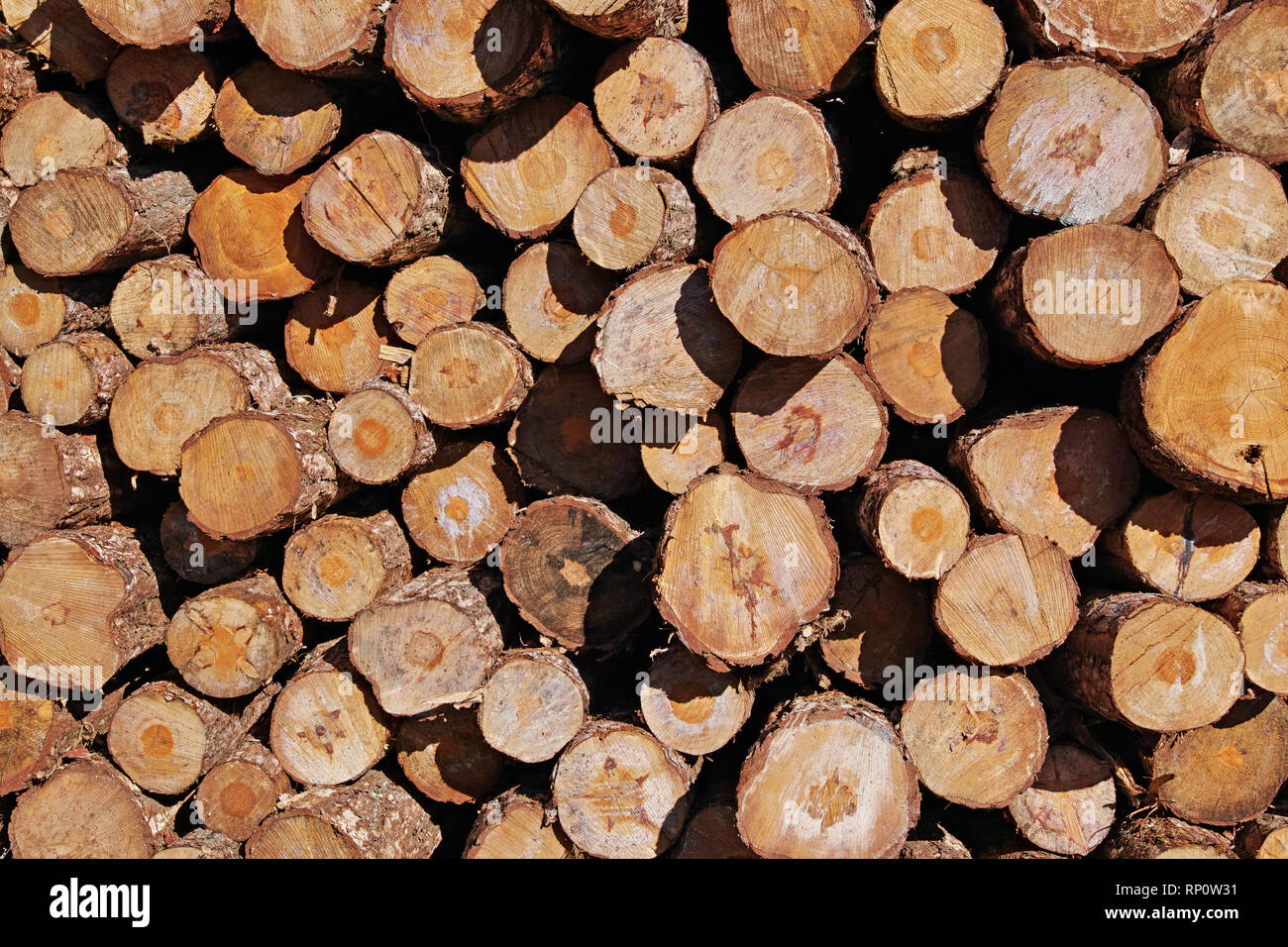 tree logs cut and stacked neatly Stock Photo - Alamy