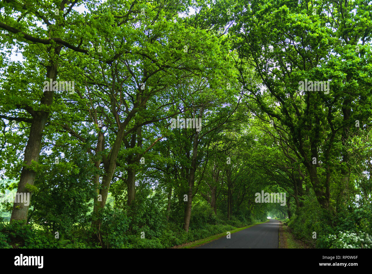 Dithmarschen hi-res stock photography and images - Alamy