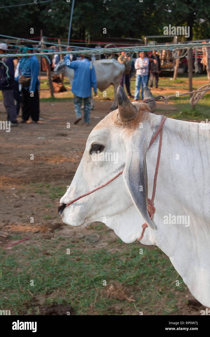 Bos primigenius indicus breeding hi-res stock photography and images ...