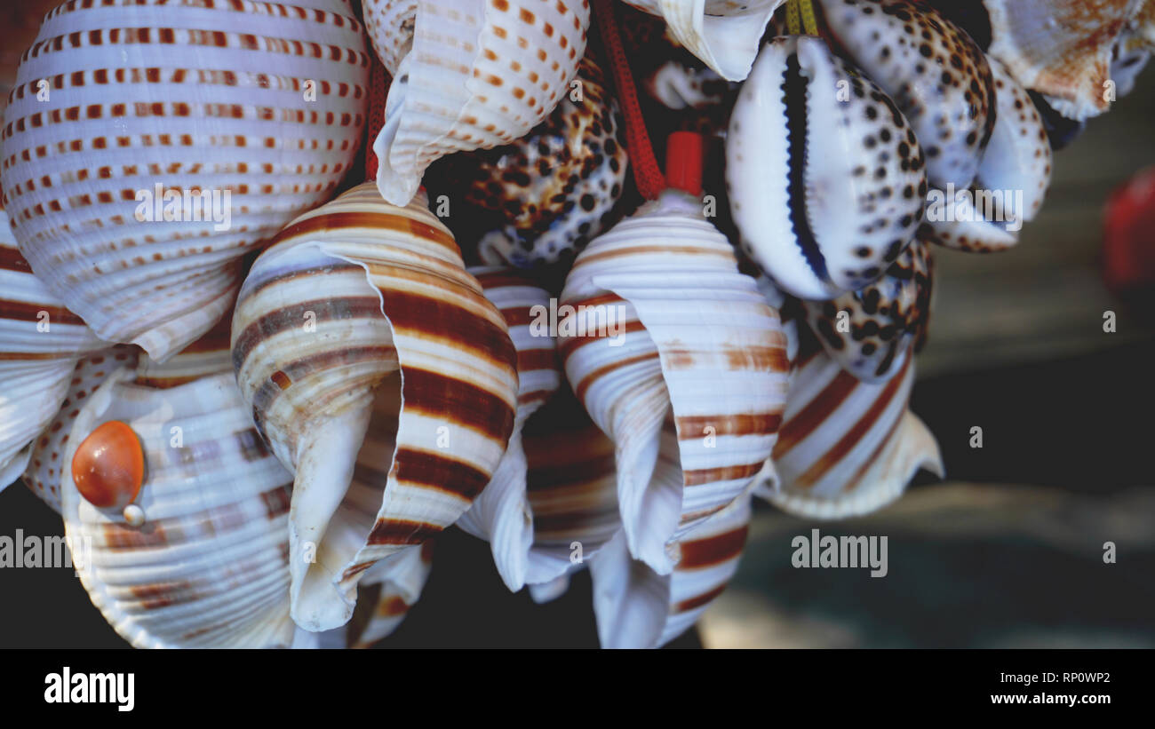 Mixed colorful sea shells as background. Sea shells macro view. Sea ...