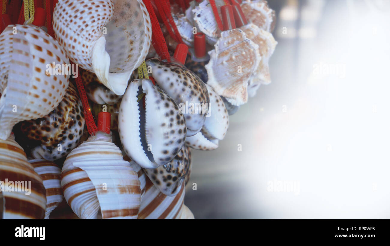 Mixed colorful sea shells as background. Sea shells macro view. Sea ...