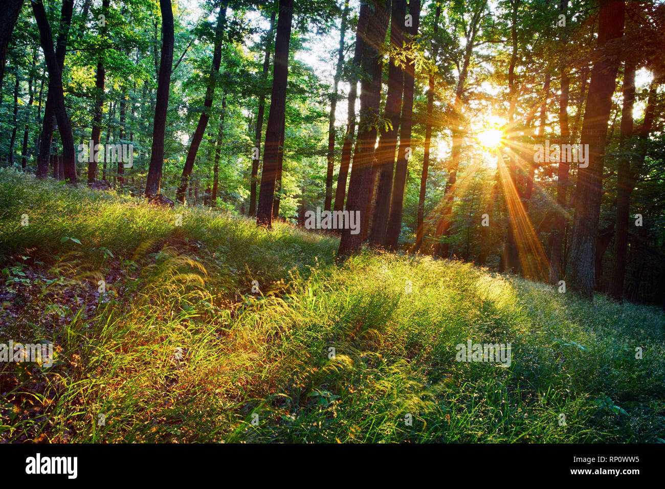 The bright sun rays shining through branches of trees, wood landscape ...