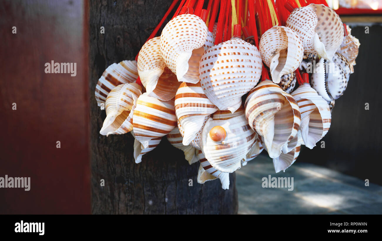 Mixed colorful sea shells as background. Sea shells macro view. Sea ...