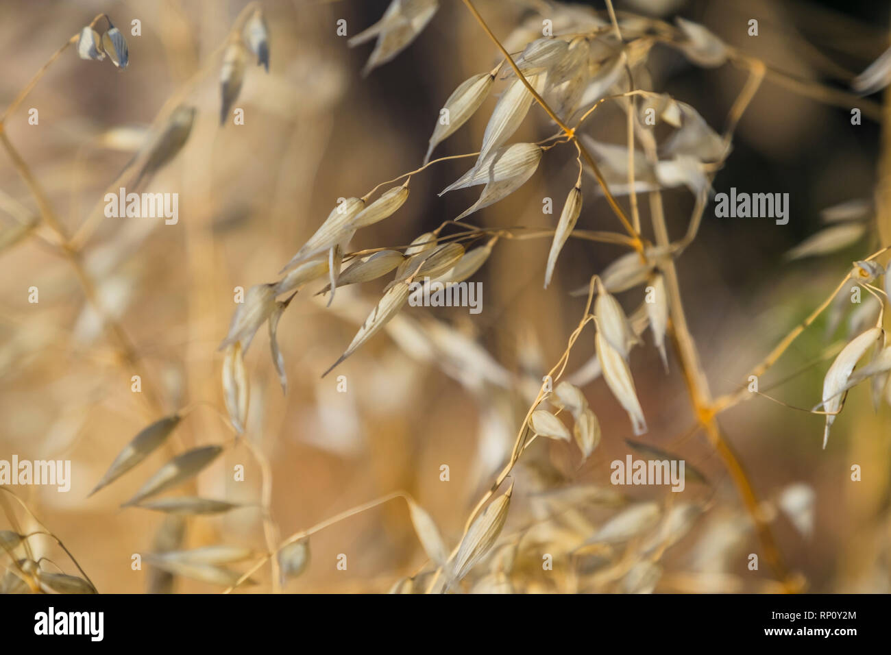 wild plants field and roads Stock Photo - Alamy