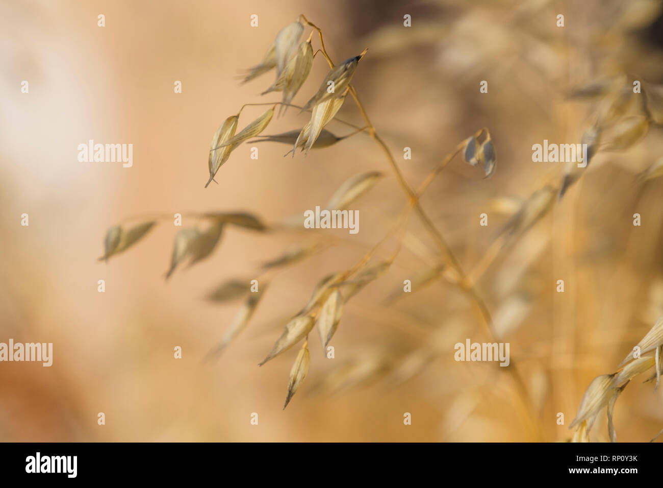 Wild plants field hi-res stock photography and images - Alamy