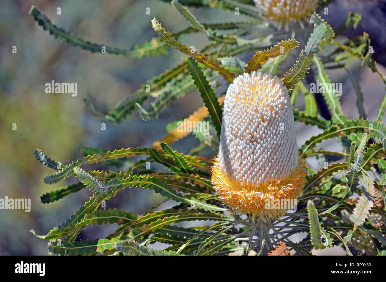 Unusual white and orange inflorescence of the Acorn Banksia, Banksia ...