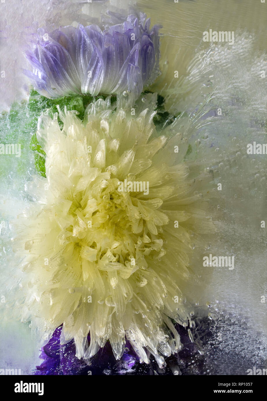 Aster blue ice hi-res stock photography and images - Alamy