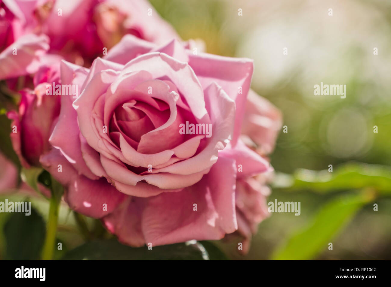 Rose petal stem thorns hi-res stock photography and images - Alamy
