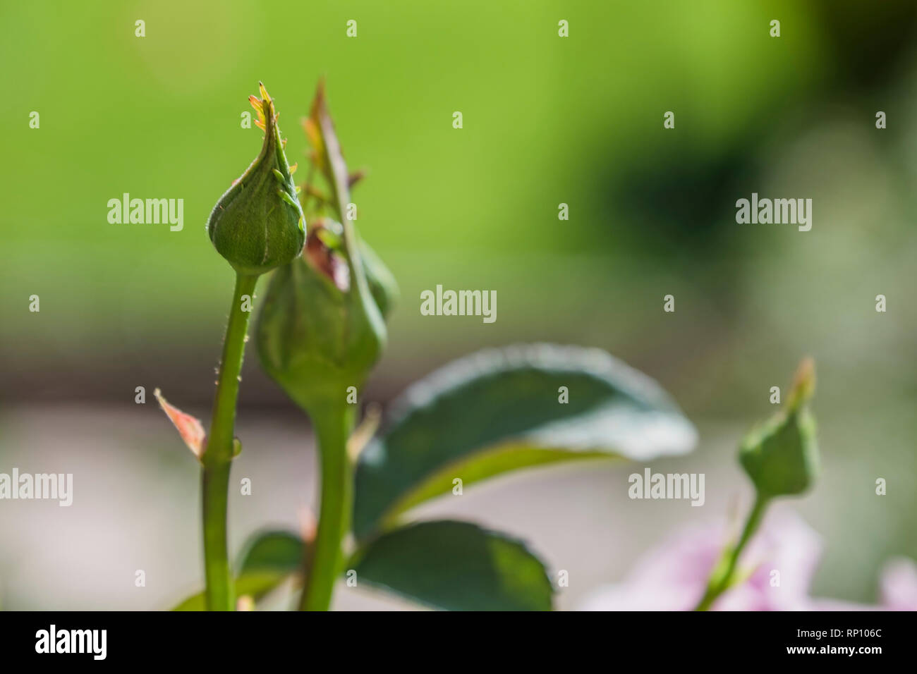 Rose petal stem thorns hi-res stock photography and images - Alamy