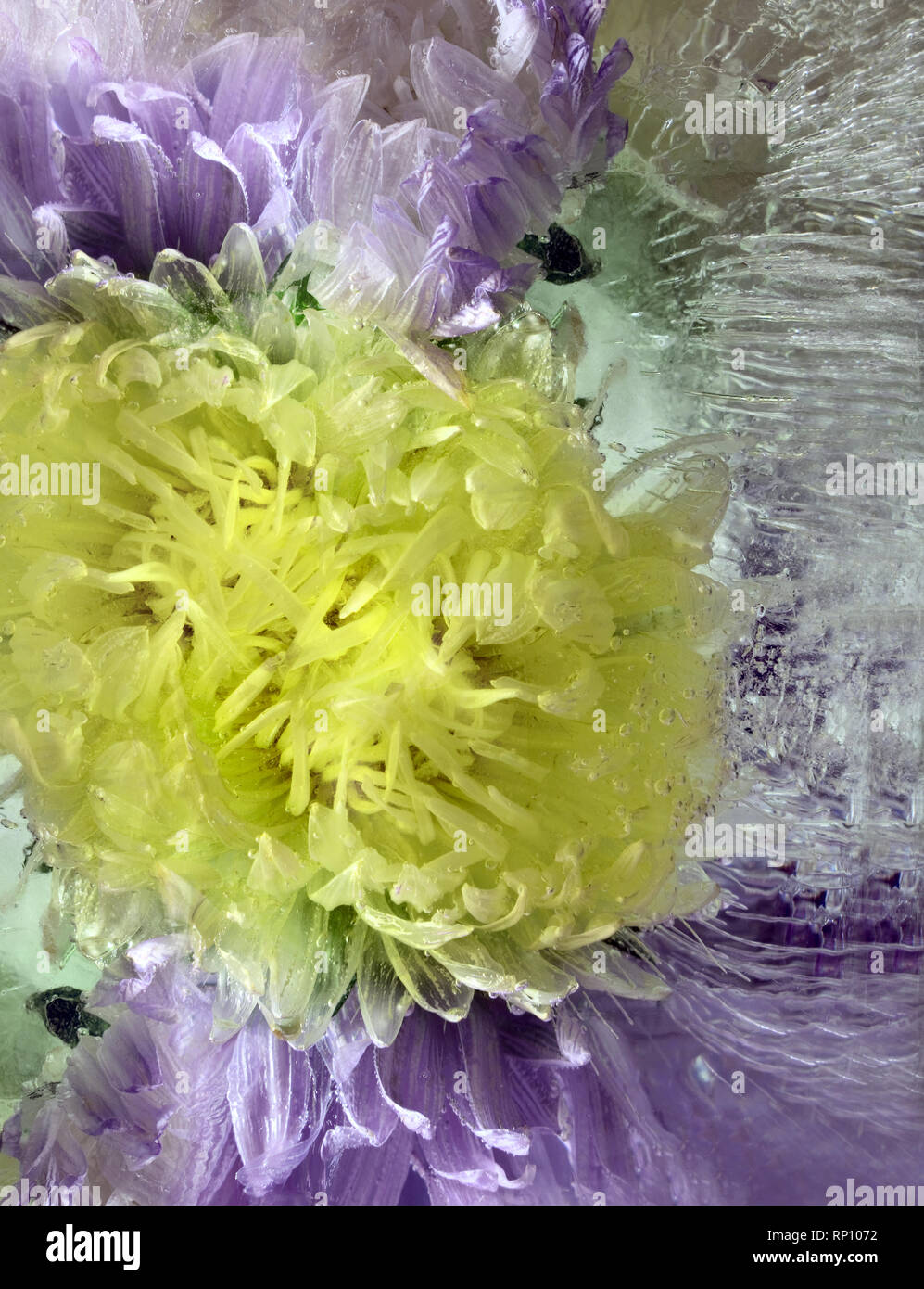 Frozen fresh beautiful flower of aster and air bubbles in the ice cube ...