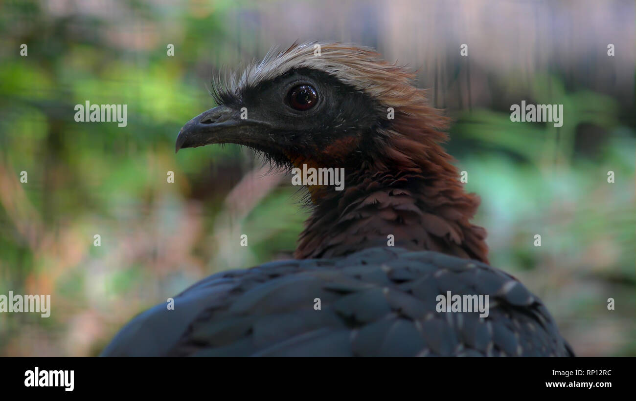 White Crested Guan High Resolution Stock Photography and Images - Alamy